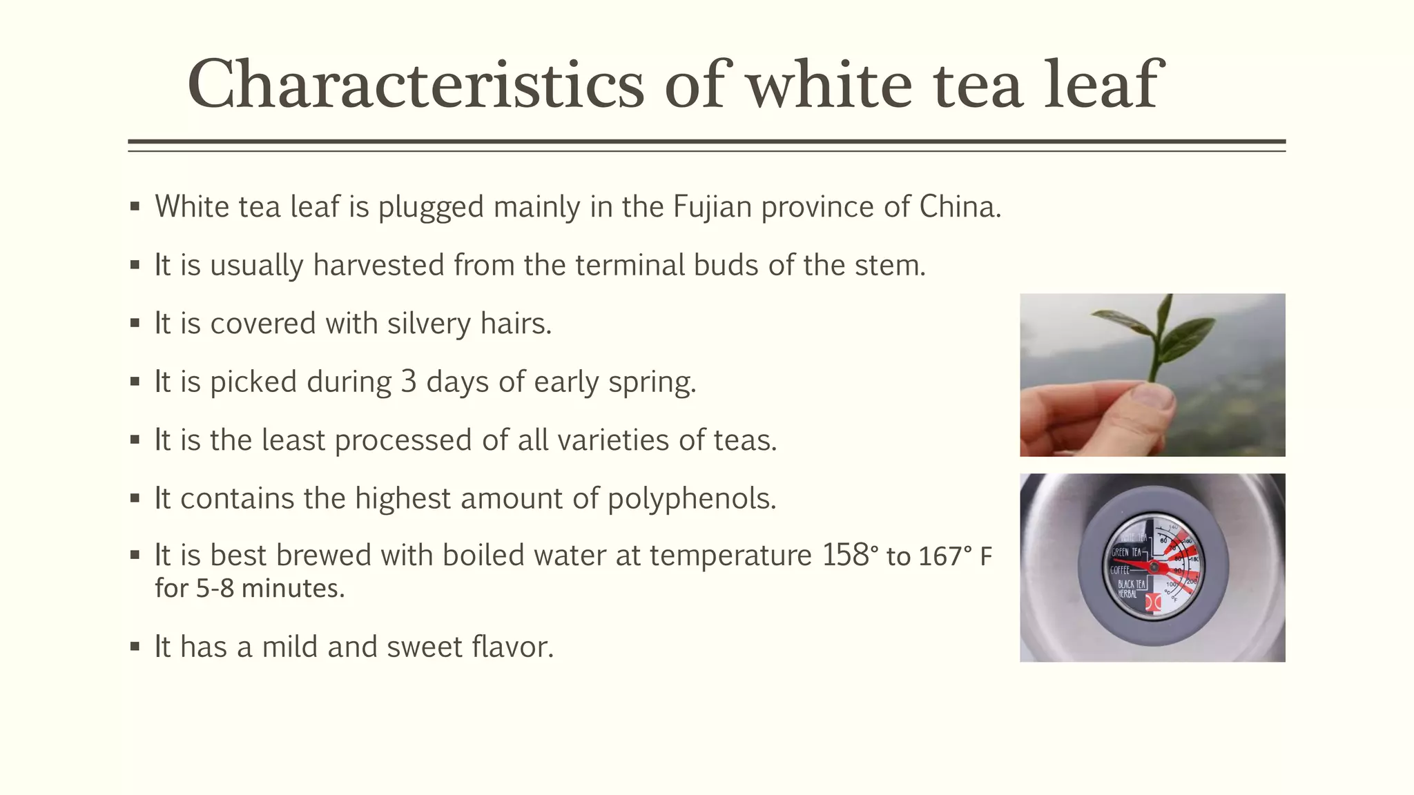 White tea as Medicine: current evidence | PDF | Nutrition | Healthy Living