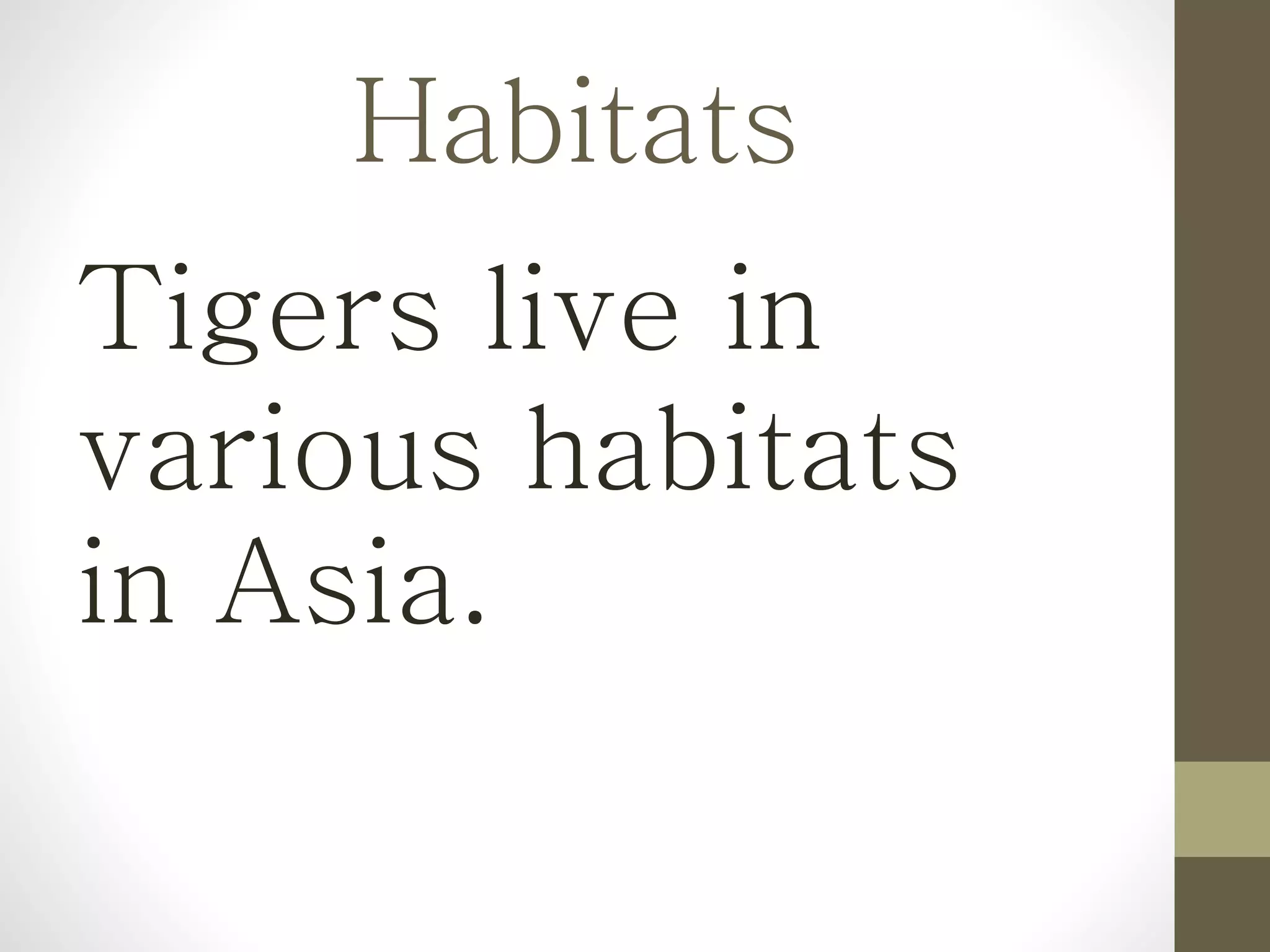 White tiger | PPT