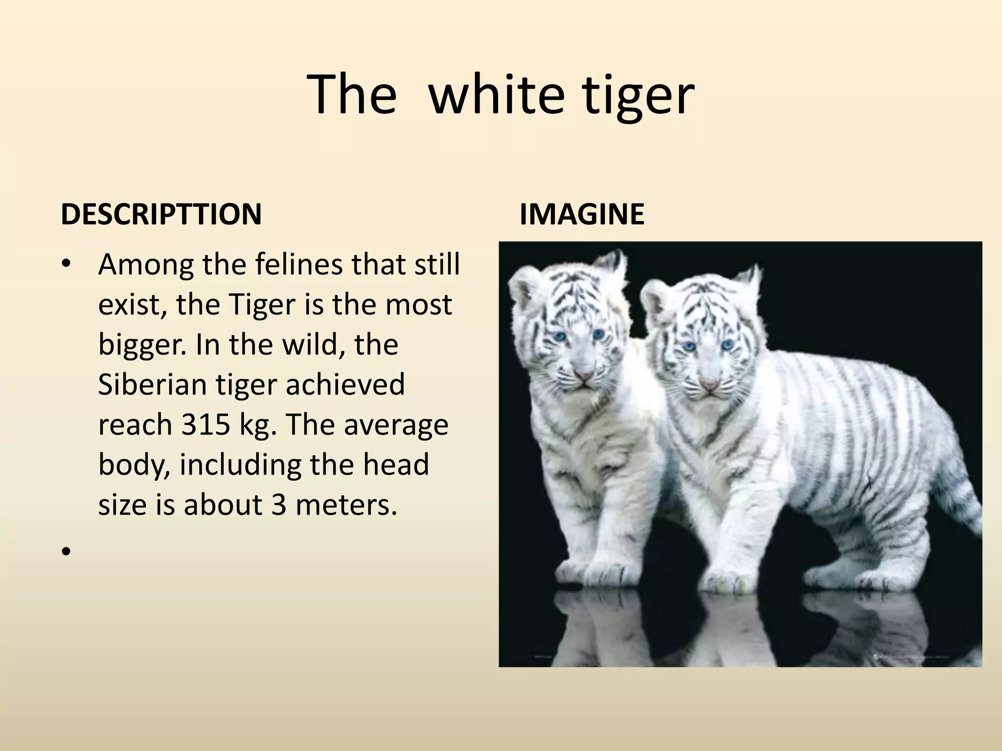 White tiger | PPT