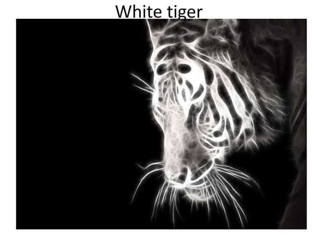 White tiger 2 | PPTX