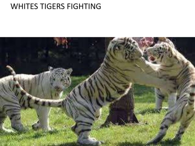 White tiger 2 | PPTX