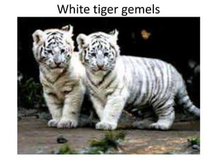 White tiger 2 | PPTX