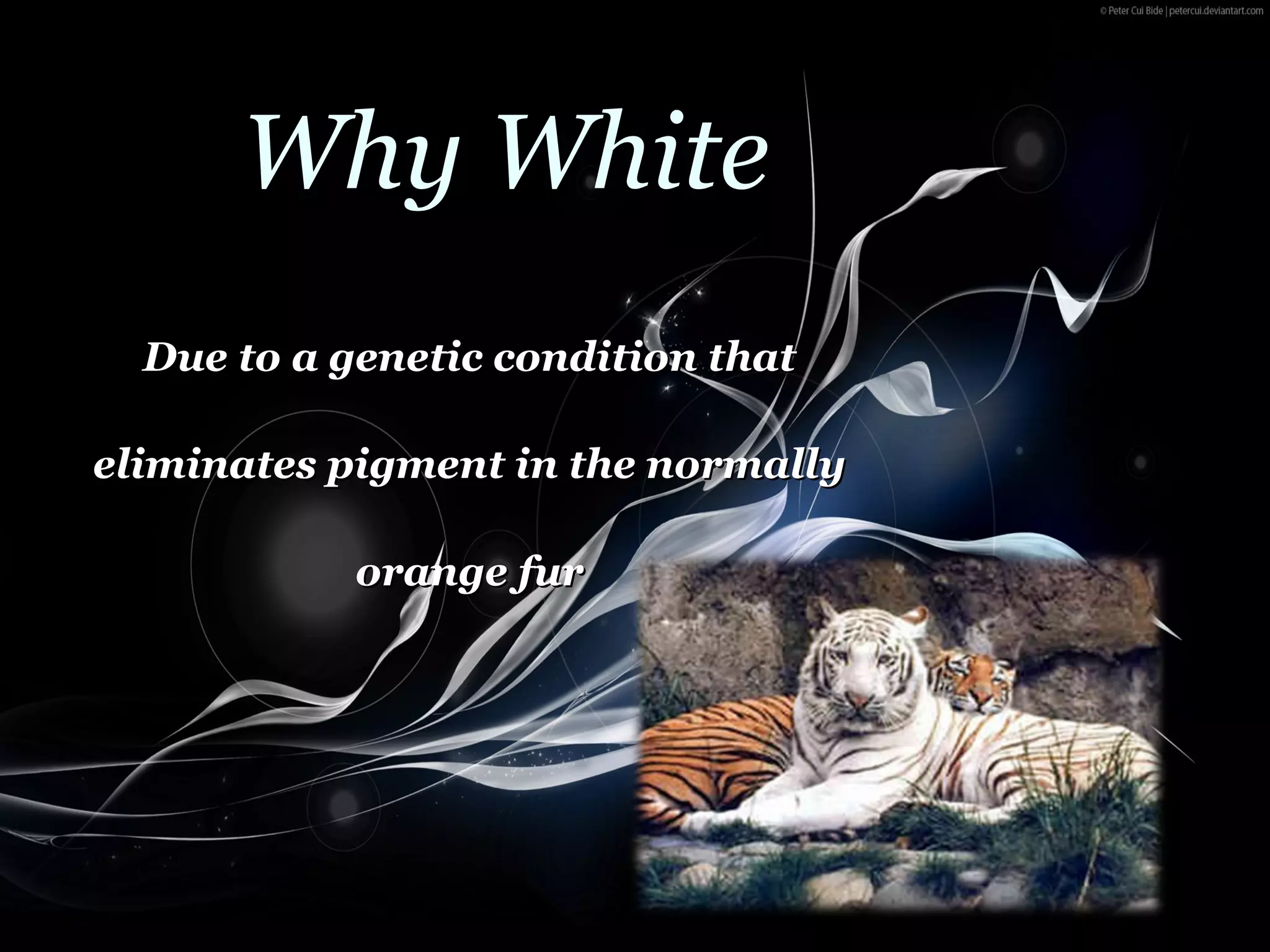 White Tiger | PPT