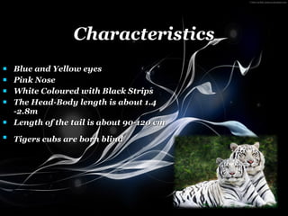 White Tiger | PPT