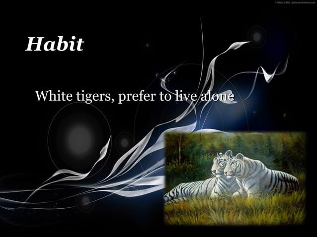 White Tiger | PPT
