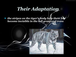 White Tiger | PPT