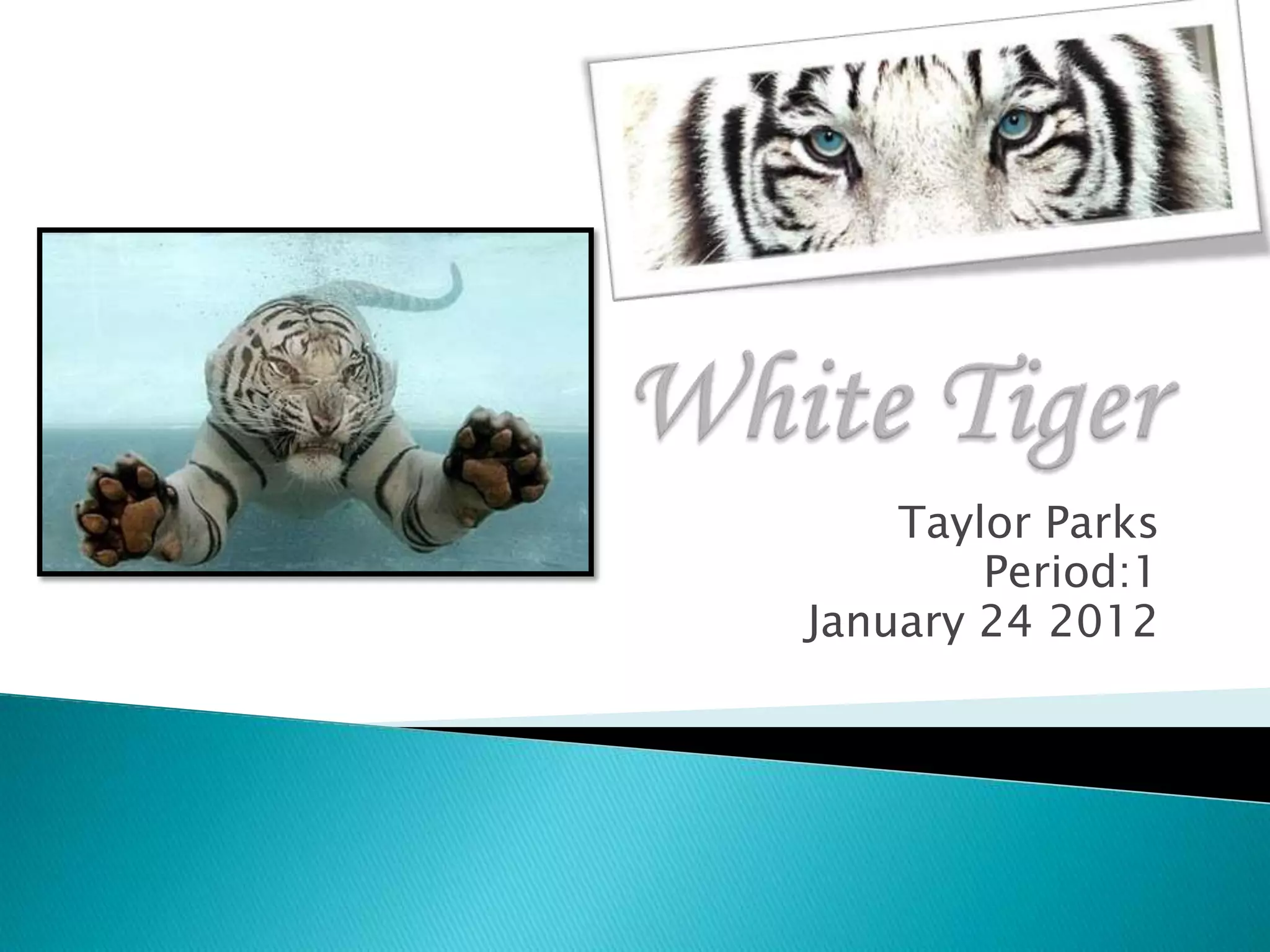 White tiger powerpoint 1 | PPTX