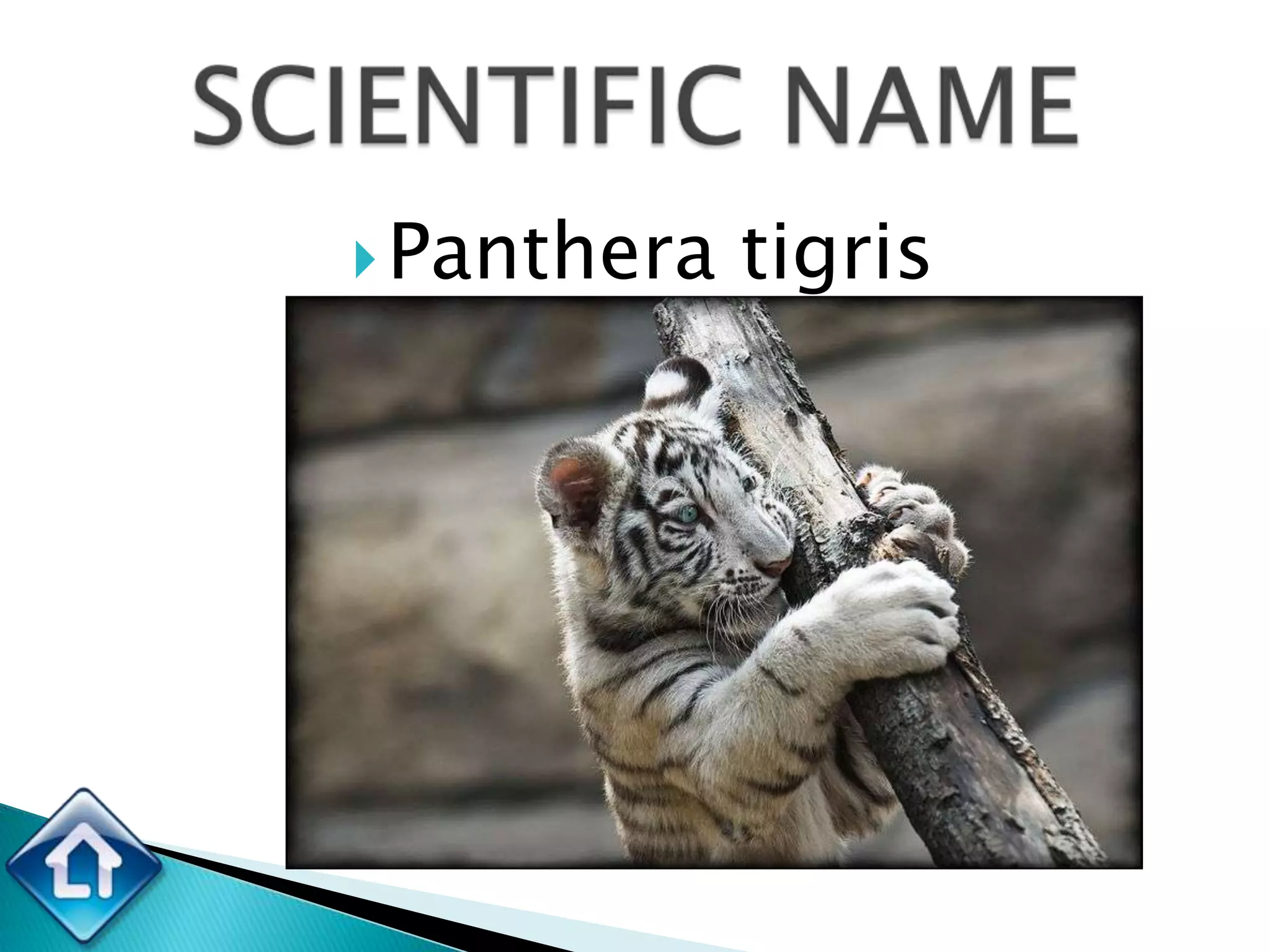 White tiger powerpoint 1 | PPTX