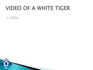 White tiger powerpoint 1 | PPTX
