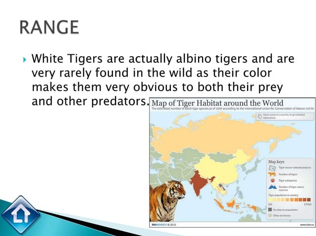 White tiger powerpoint 1 | PPTX | Large Animals | Pets