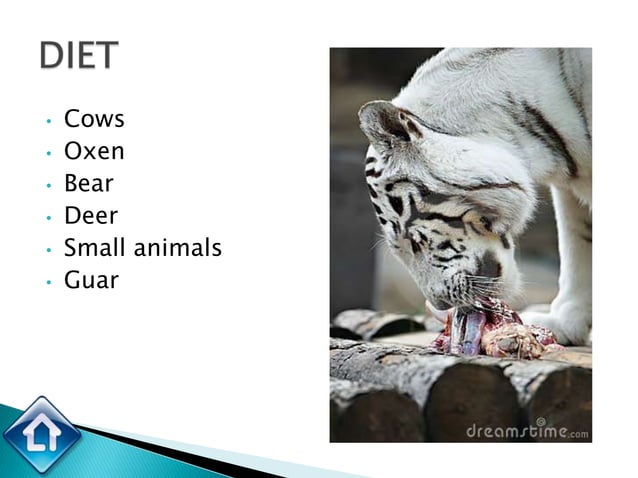White tiger powerpoint 1 | PPTX | Large Animals | Pets