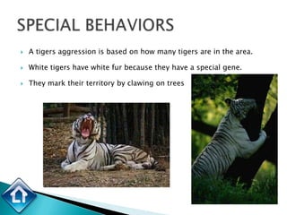 White tiger powerpoint 1 | PPTX