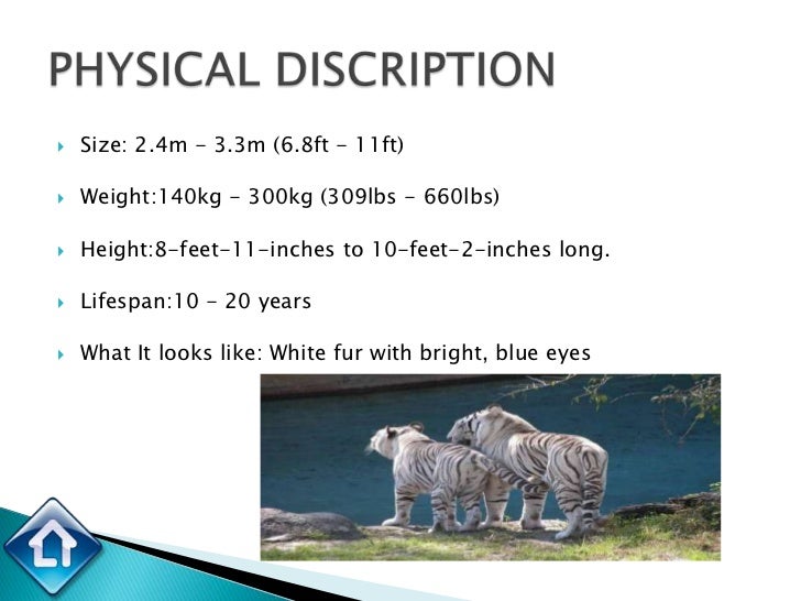 White tiger powerpoint 1