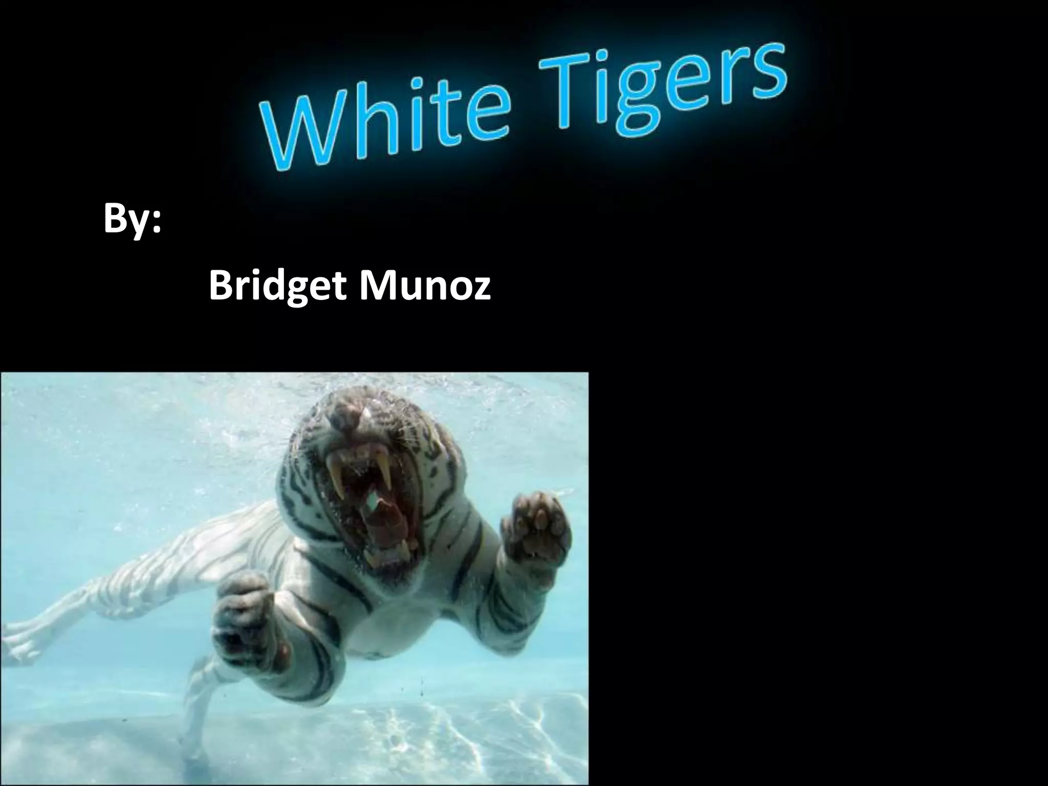 White tigers | PPTX