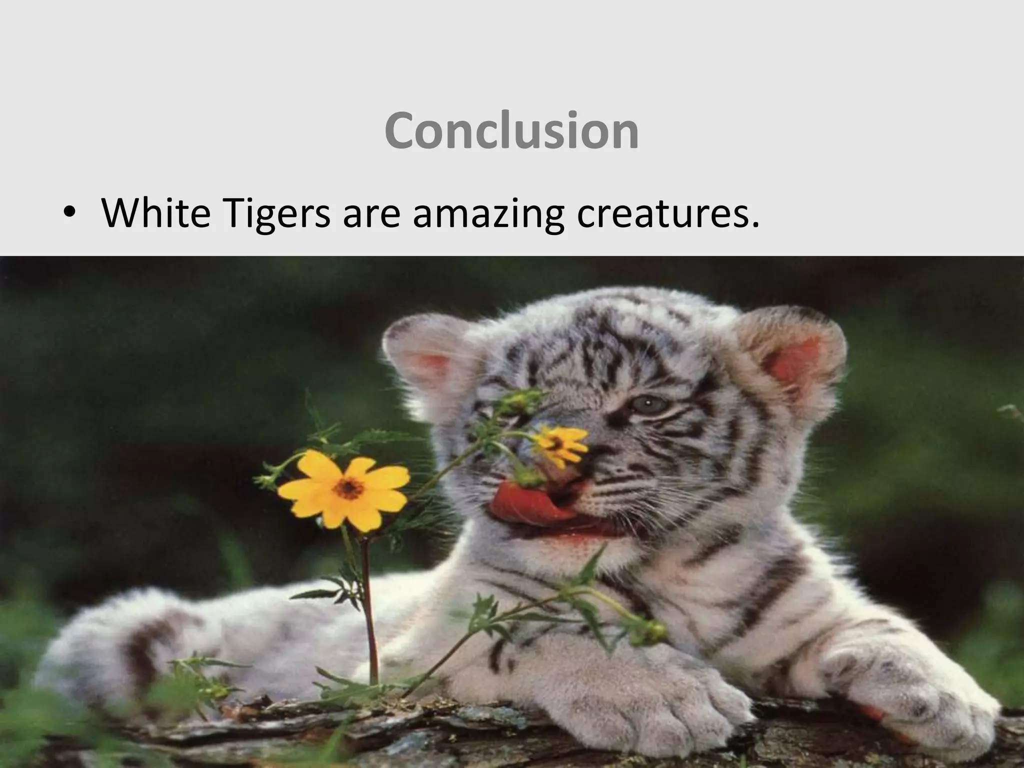 White tigers | PPTX