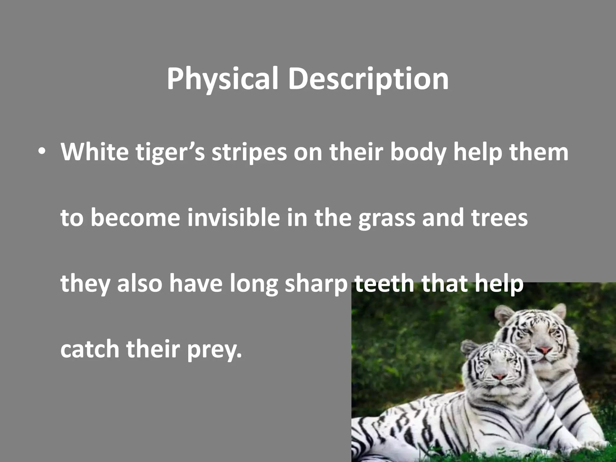 White tigers | PPTX