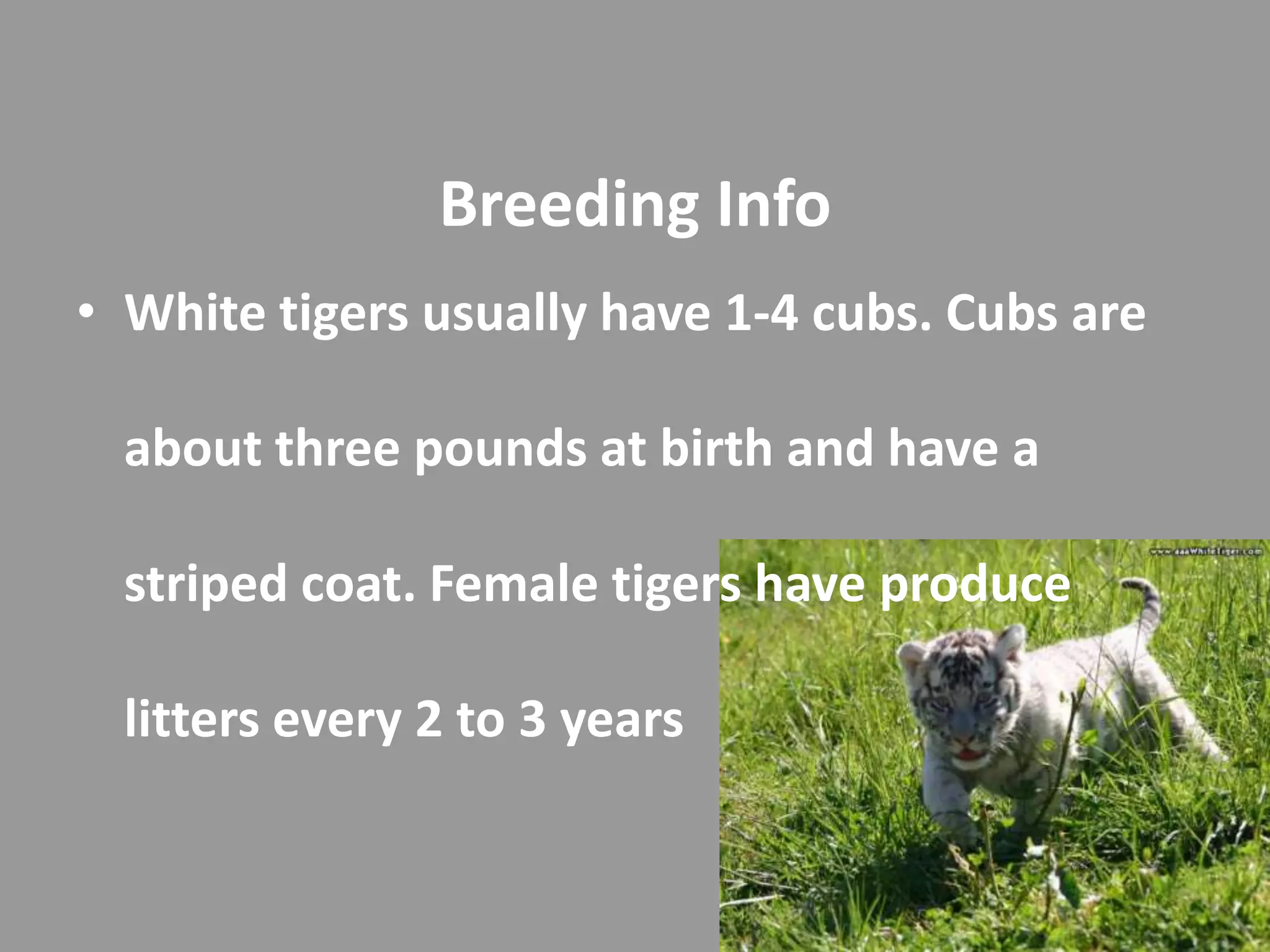 White tigers | PPTX