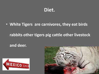 White tigers | PPTX
