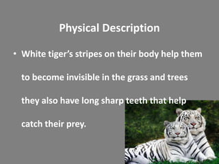 White tigers | PPTX