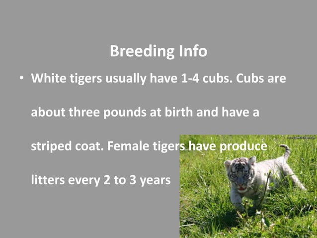 White tigers | PPTX | Dogs | Pets