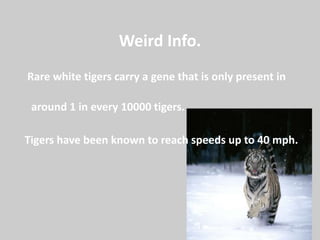 White tigers | PPTX