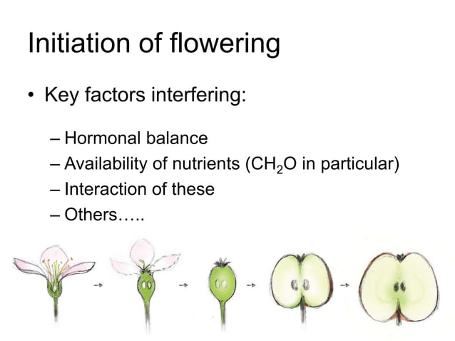 Apple Flowering and Fruit Quality | PPTX