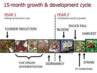 Whiting presentation | PDF