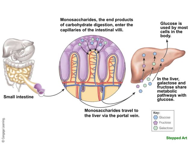 Chapter 4: The Carbohydrates: Sugars, Starches, and Fibers | PPTX