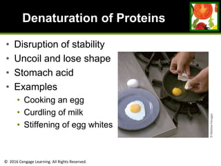 Chapter 6 Protein: Amino Acids | PPTX