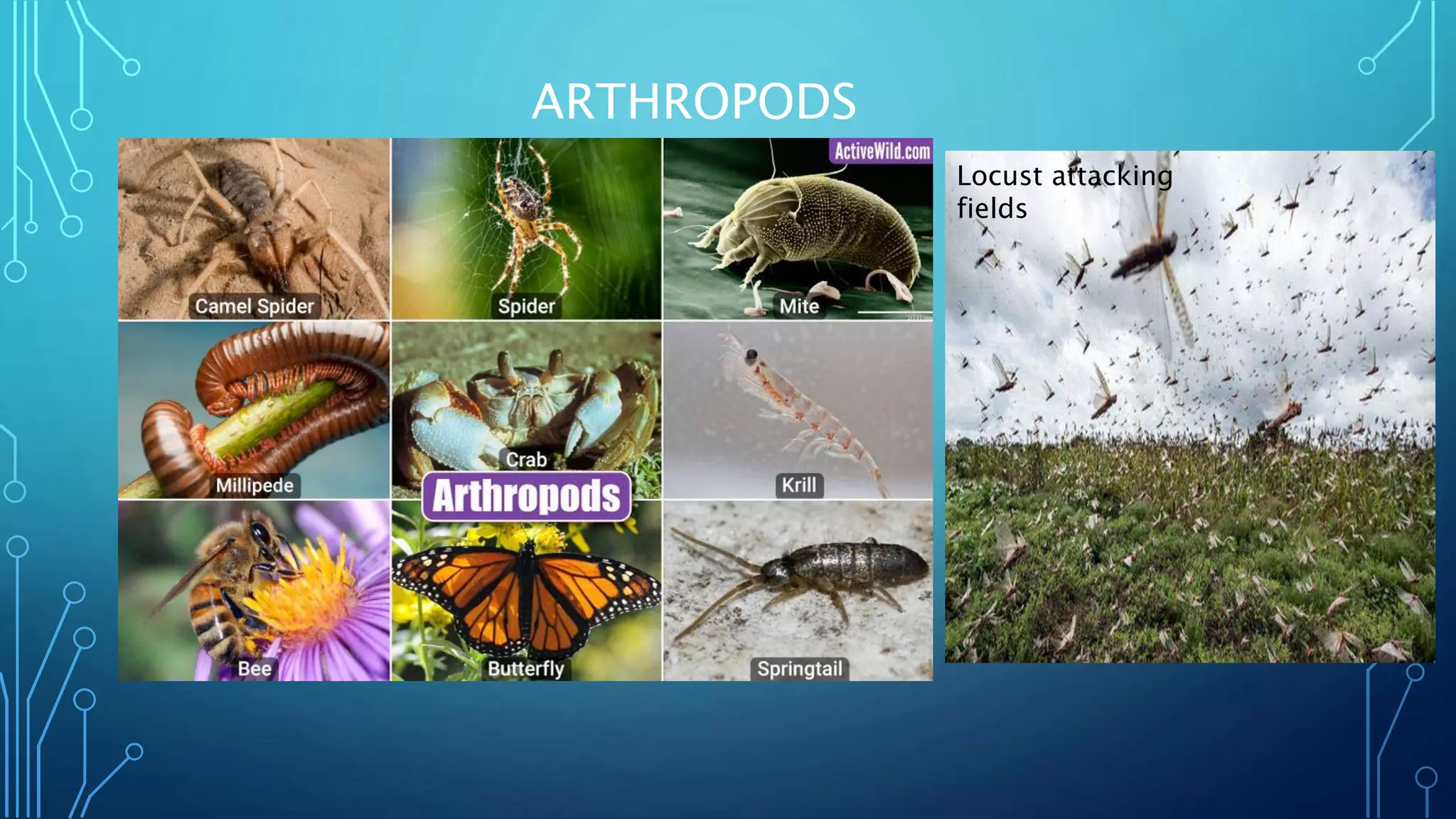 Whittakers 5 kingdom classification.pptx | Geography | Science