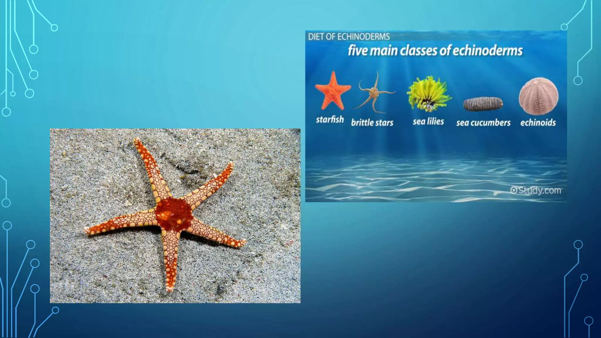 Whittakers 5 kingdom classification.pptx