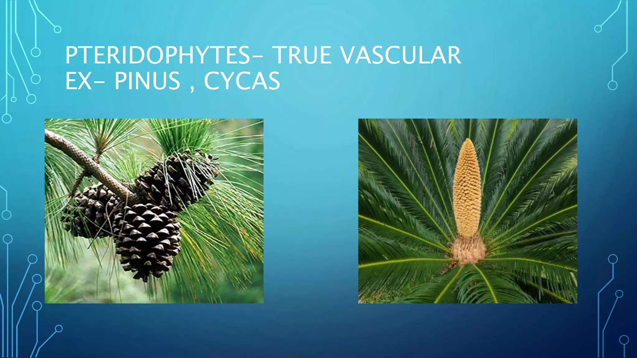 Whittakers 5 kingdom classification.pptx | Geography | Science