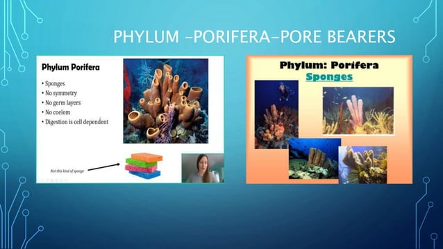 Whittakers 5 kingdom classification.pptx | Geography | Science