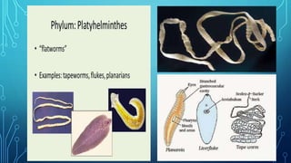 Whittakers 5 kingdom classification.pptx