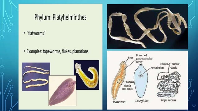 Whittakers 5 kingdom classification.pptx | Geography | Science