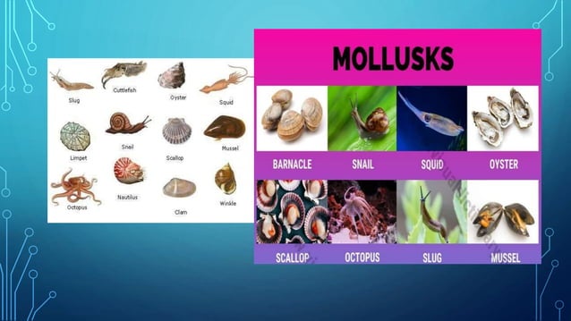 Whittakers 5 kingdom classification.pptx | Geography | Science