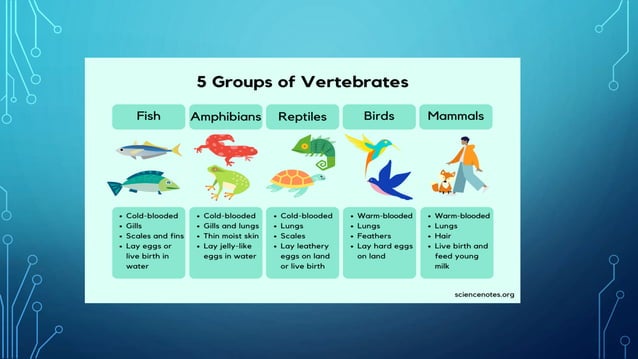 Whittakers 5 kingdom classification.pptx | Geography | Science