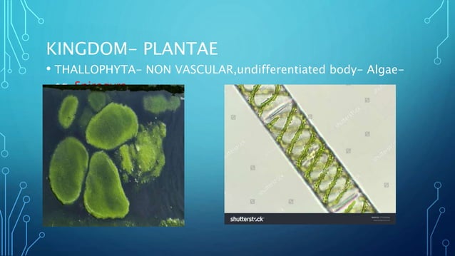 Whittakers 5 kingdom classification.pptx | Geography | Science