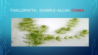 Whittakers 5 kingdom classification.pptx | Geography | Science