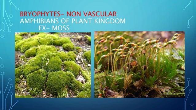 Whittakers 5 kingdom classification.pptx | Geography | Science