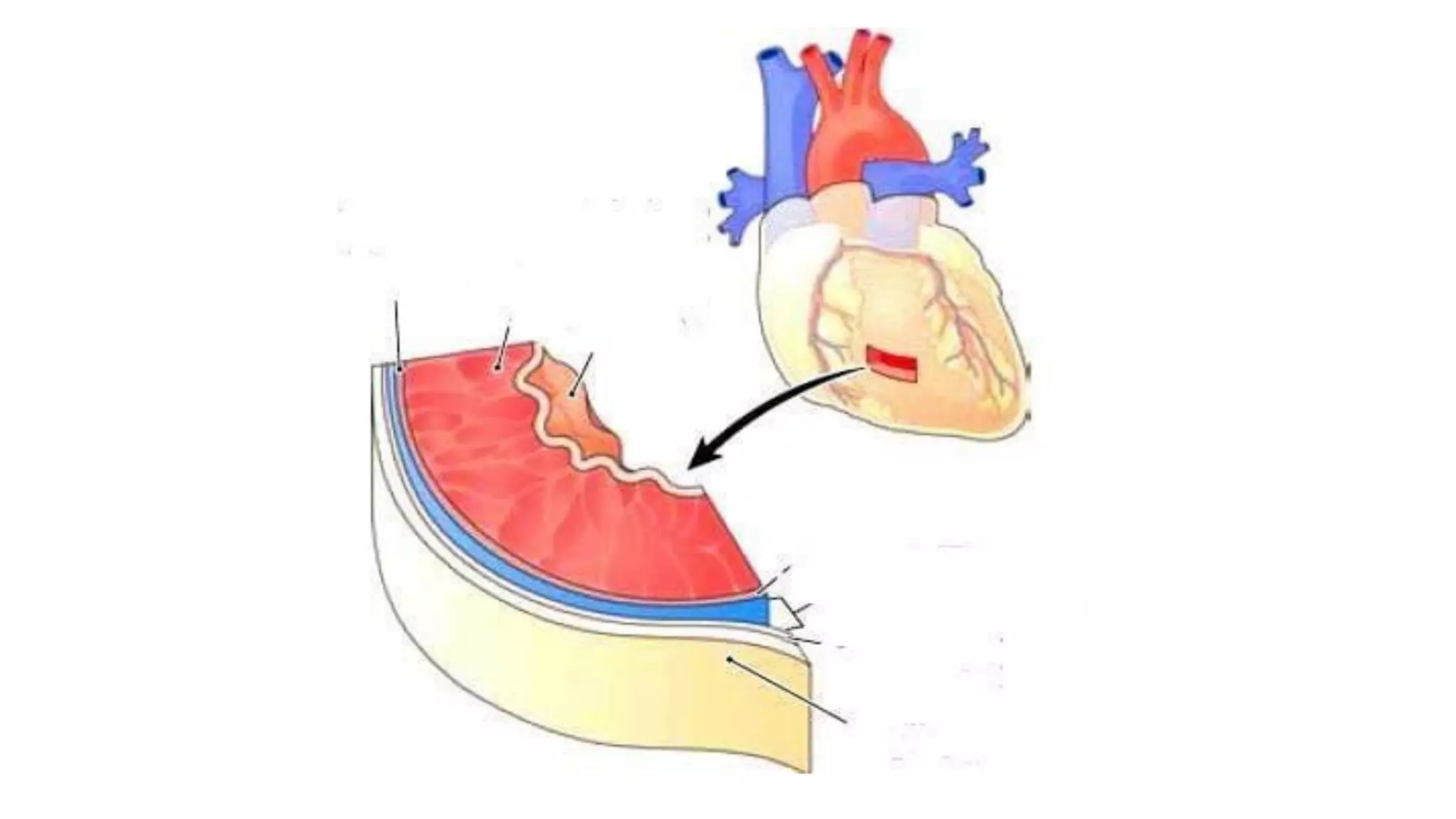 Medical Terminology | PDF