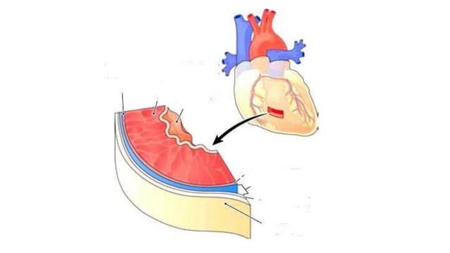 Medical Terminology | PDF | Diseases and Conditions | Medical Health