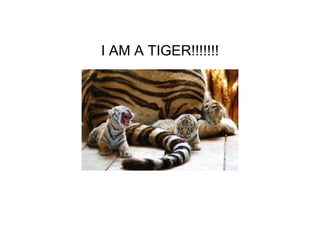 Who Am I Tiger | PPT