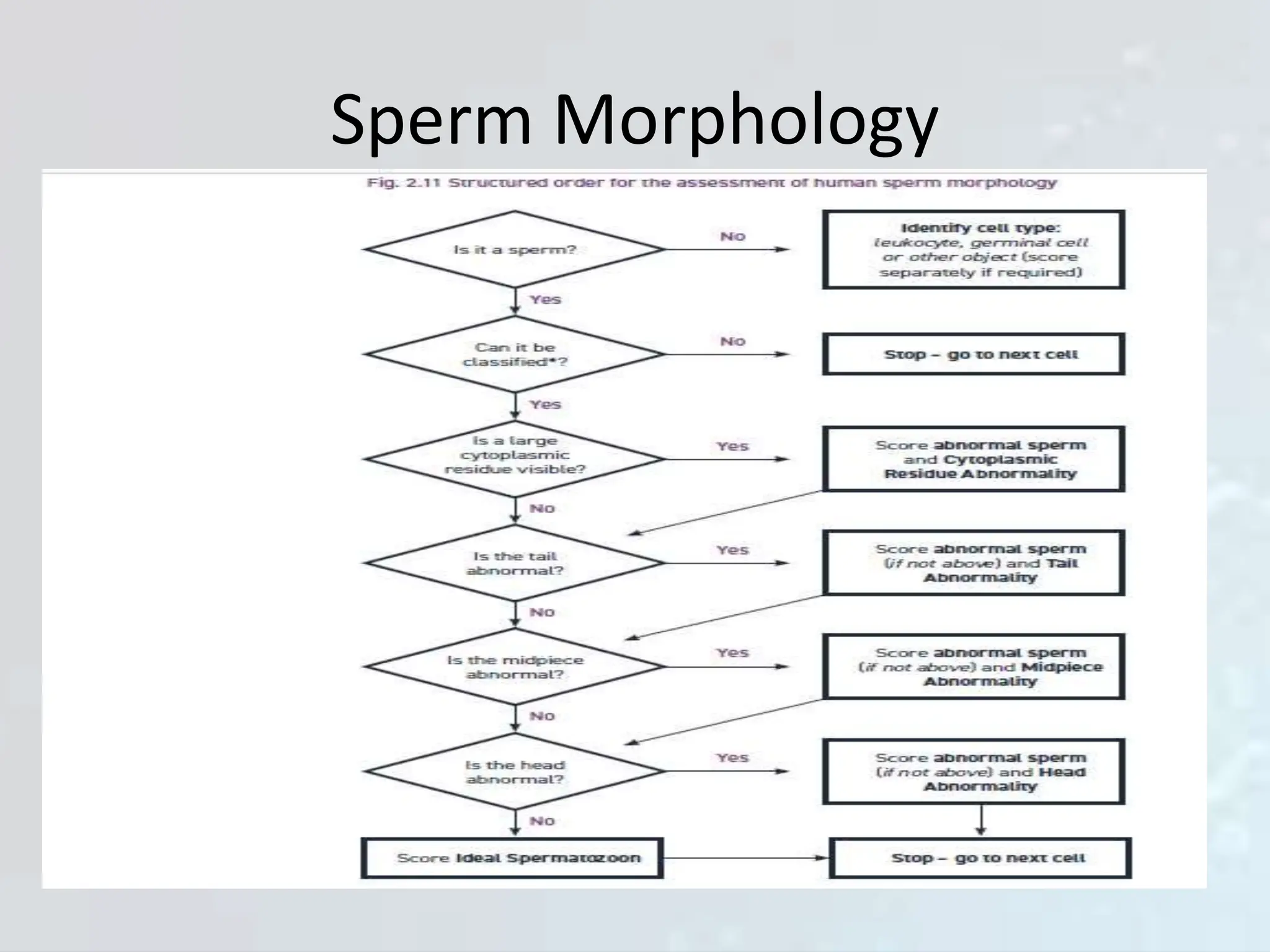 WHO 6TH EDITION UPDATE FOR SEMEN ANALYSIS | PPTX