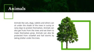 Who benefits from trees and how | PPT