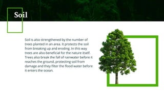 Who benefits from trees and how | PPT