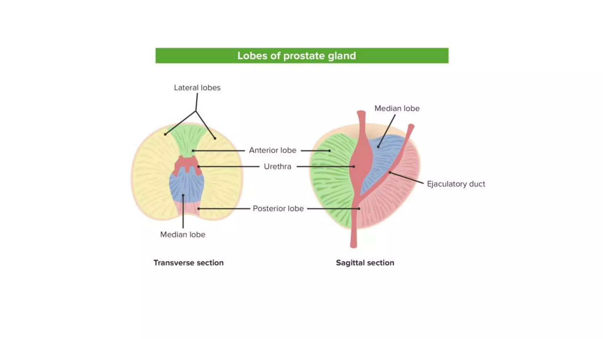 WHO Classification of Tumors fifth edition.pptx