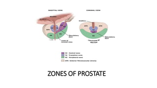 WHO Classification of Tumors fifth edition.pptx