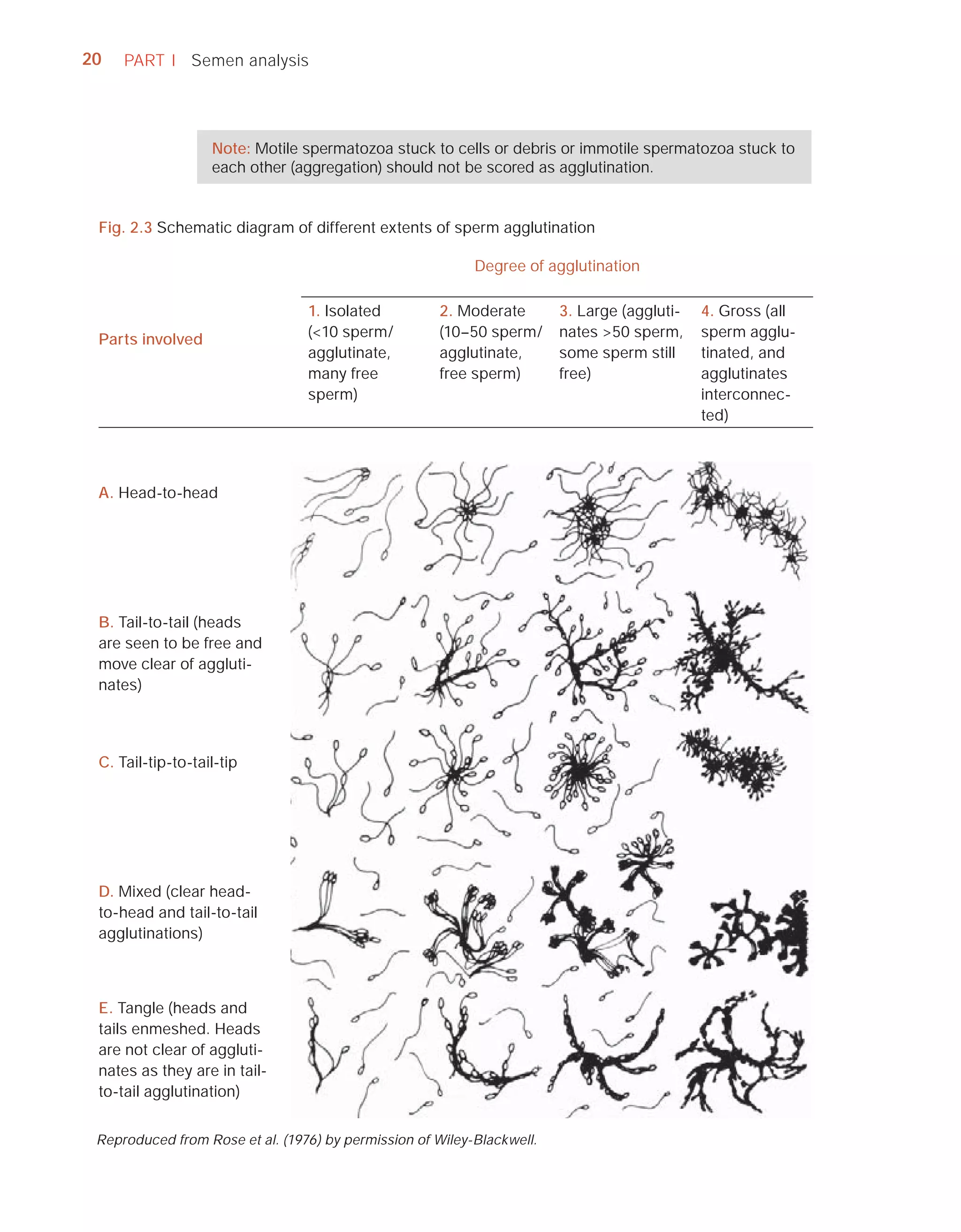 WHO Human Semen Analysis 5th ed | PDF