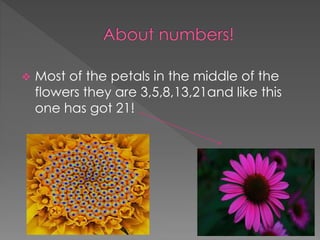 Who is fibonacci by ashley | PPT